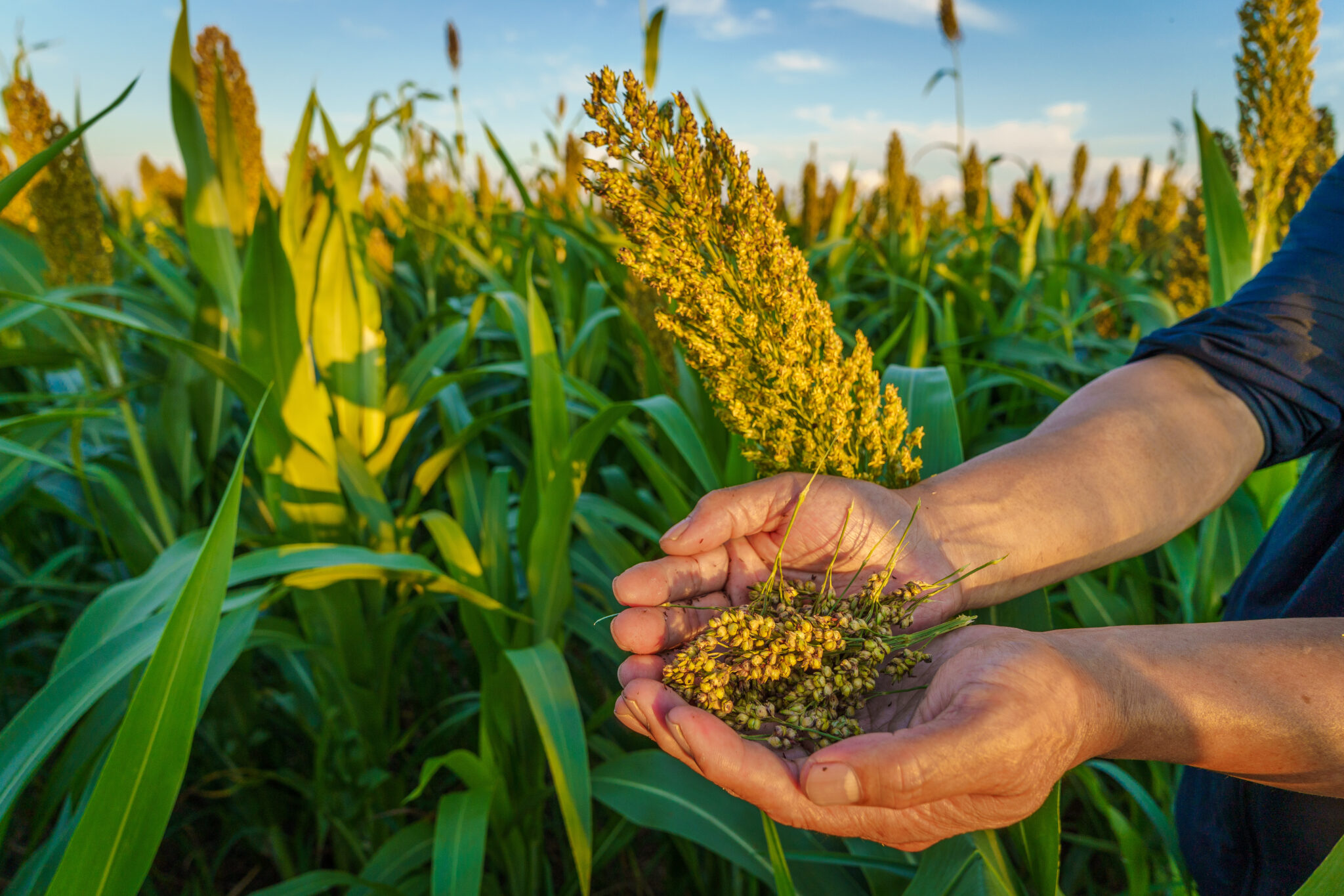 Sorghum: A Smart Choice for Savvy Cultivators in 2024 | BKT Tyres