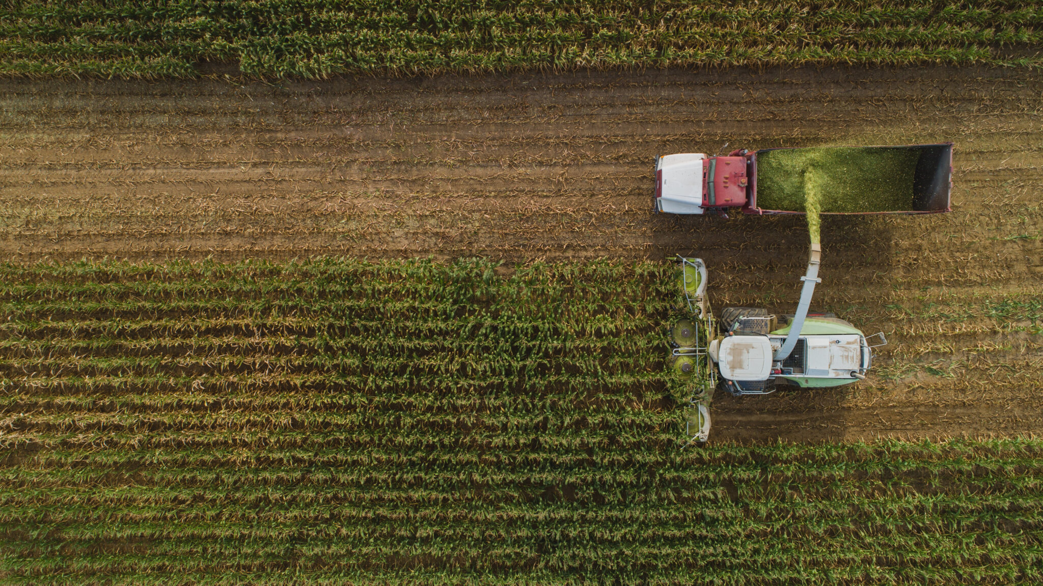 Corn Silage: How to Make It Perfect | BKT Tires